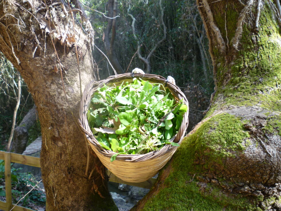 Radiki: Embracing Nature's Purest Gifts | Rediscover the Essence of ...